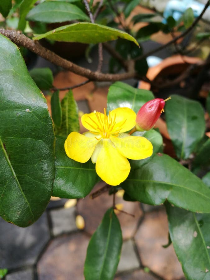 Mickey mouse flowers stock image. Image of mouse, flower - 104243797