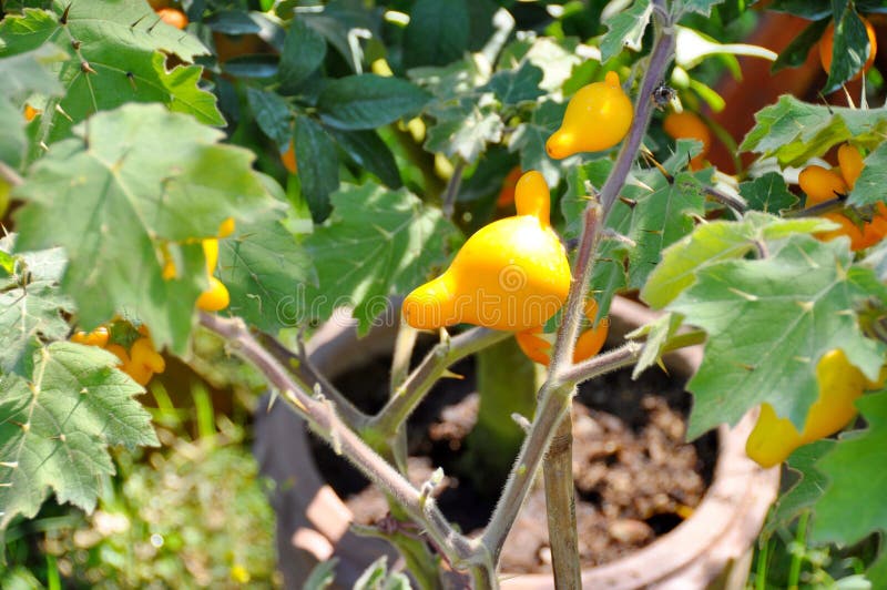 The mickey mouse fruit stock photo. Image of flower - 124850914