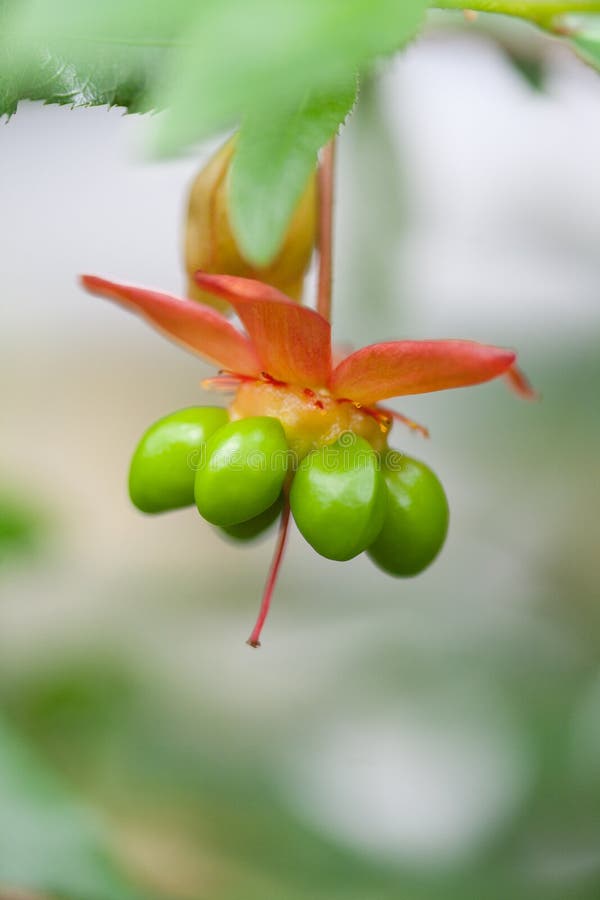 Mickey Mouse Tree, Ochnaceae Stock Photo - Image of fruit, plant: 69528506