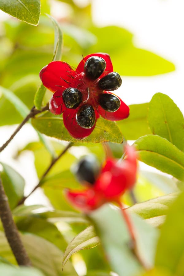 Mickey mouse plants stock photo. Image of mouse, flower - 99759262