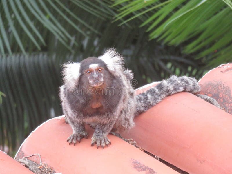 Mico Monkey in Pipa, Brazil Stock Photo - Image of mico, monkey: 82245562