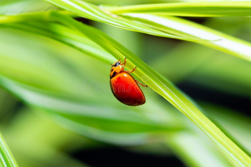 Micraspis Discolor (Fabricius). Stock Photo - Image of garden, isolated ...