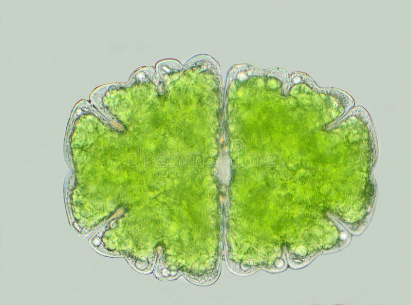 Escherichia Coli E. Coli. Bacteria Cells Under Microscope Stock ...
