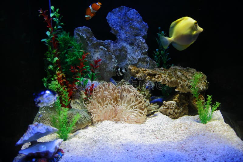 Micro-aquarium stock image. Image of biology, glass, macro - 21489217