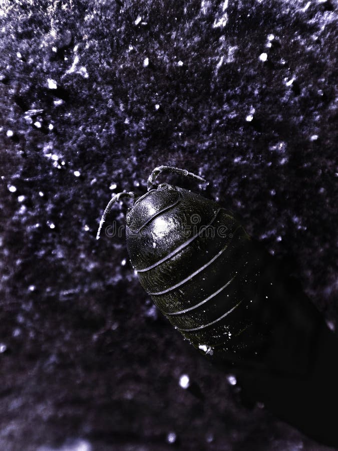 Micro Bug in close up stock image. Image of paper, photographer - 25576811