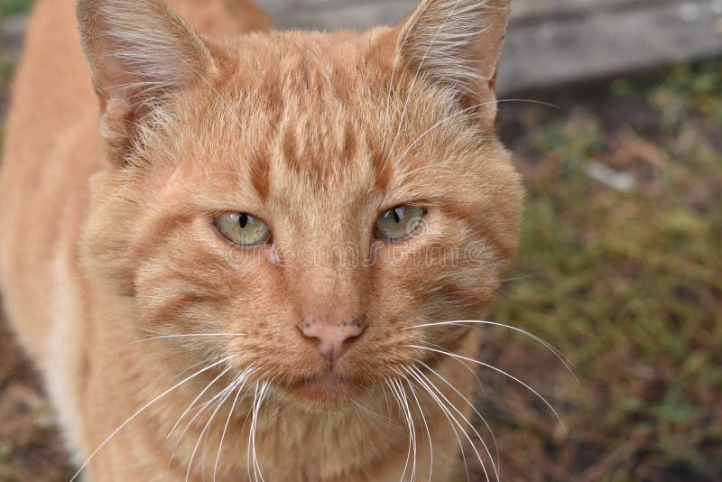 Micro cat stock photo. Image of caty, cats, micro, nicon - 130704458