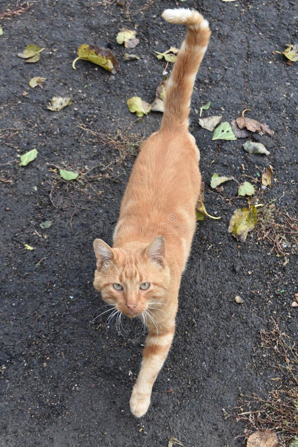 Caty Micro Stock Photos - Free & Royalty-Free Stock Photos from Dreamstime