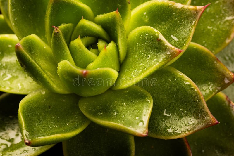 Micro Close Up of Green Cactus Plant with Copy Space Stock Image ...