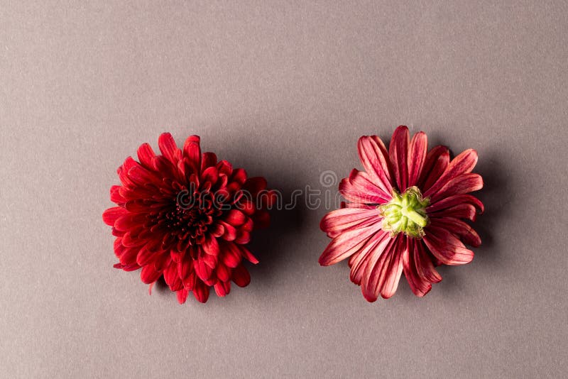 Micro Close Up of Red Flowers with Copy Space on Grey Background Stock ...