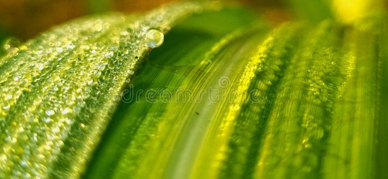 Micro Dew Drops Isolated on Leaf of Sugarcane Stock Image - Image of ...