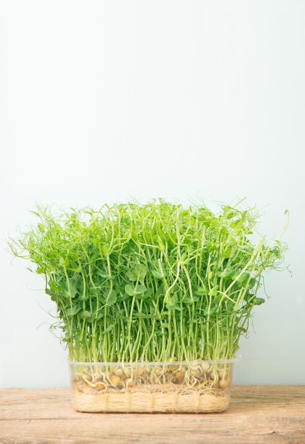 Micro Ervilhas Em Mesa De Madeira Imagem de Stock - Imagem de colheita ...