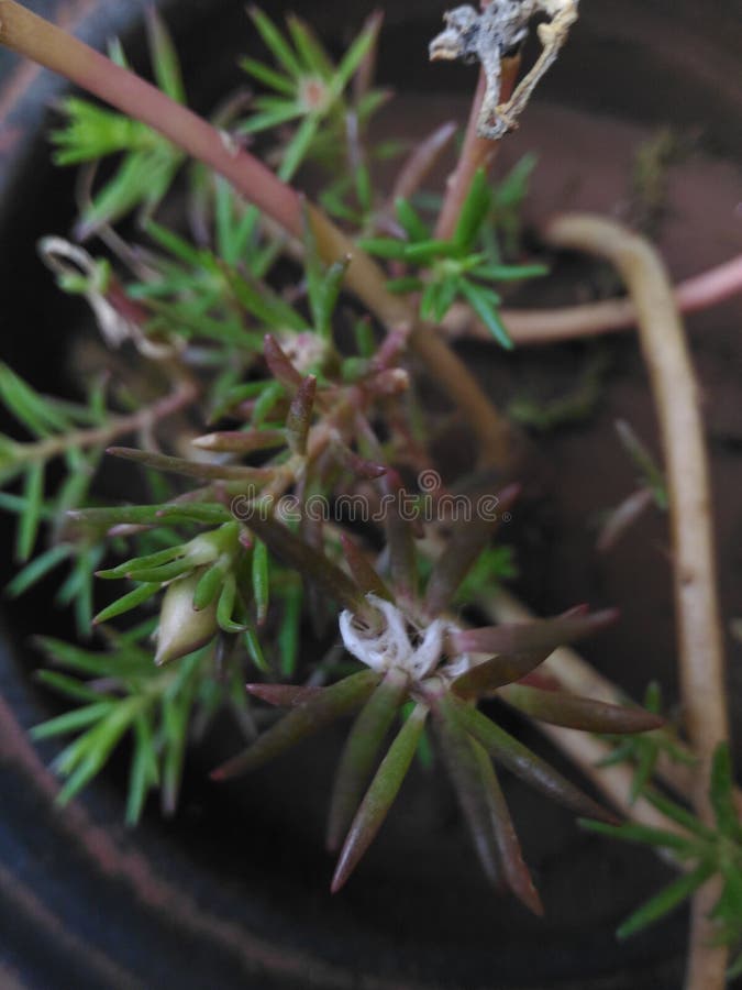 Micro Flower stock image. Image of flowers, tiny, flower - 80514499