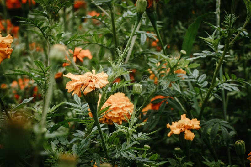 Flower Map, a World Map Made of Flowers on Dark Background Stock Photo ...