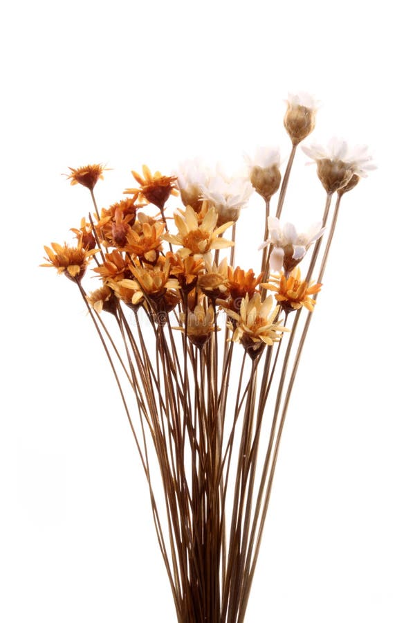 Micro flowers bouquet stock image. Image of vertical - 44532953