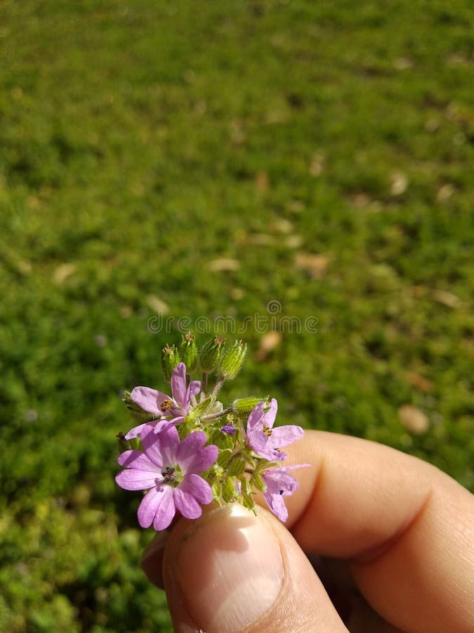 Micro flowers stock image. Image of amazing, flowers - 149569635