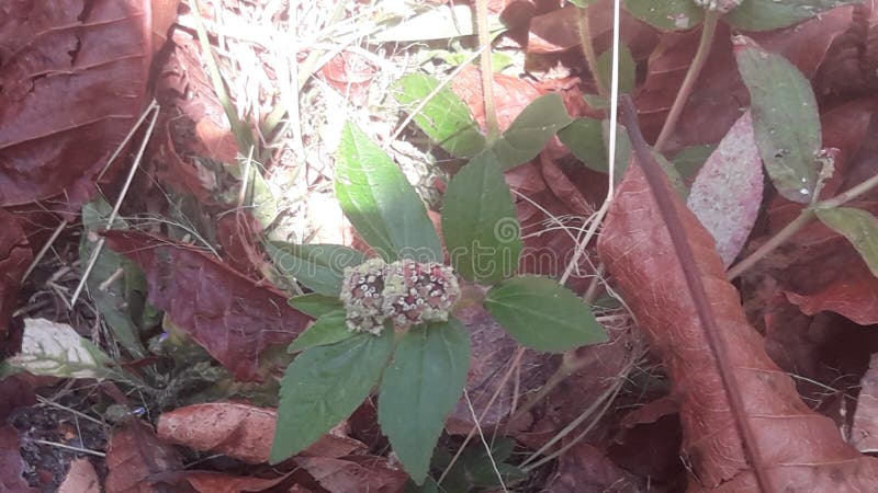 Micro flowers stock image. Image of amazing, flowers - 149569635