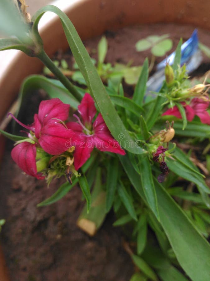 Micro flowers stock image. Image of amazing, flowers - 149569635