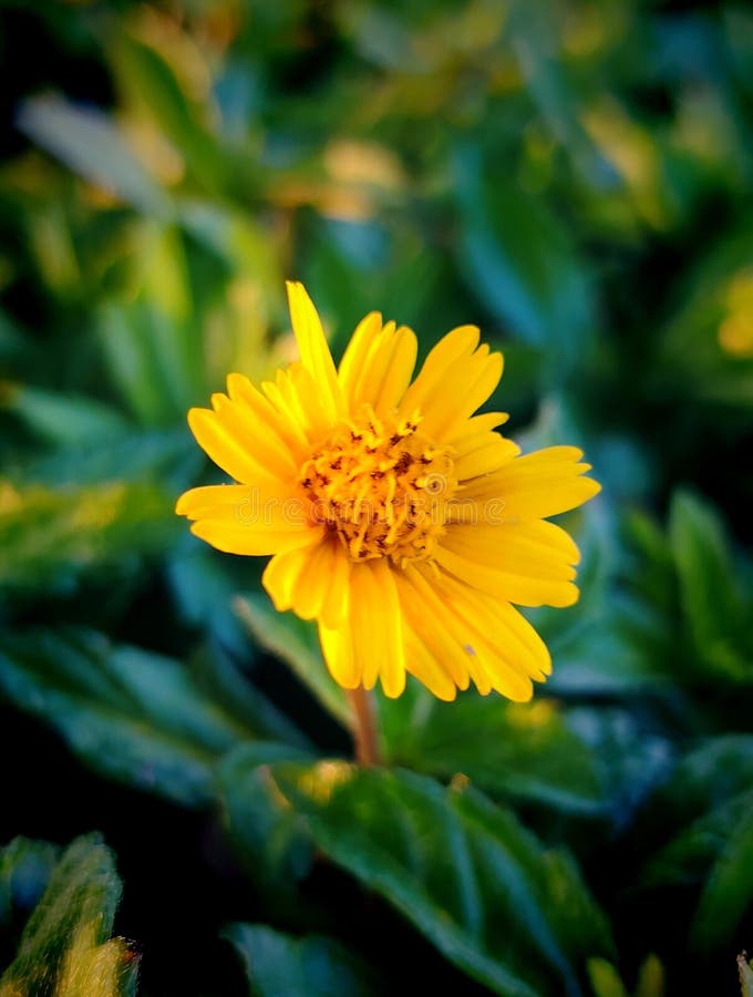 Micro Flowers Plant Outdoors Stock Image - Image of flowers, outd ...