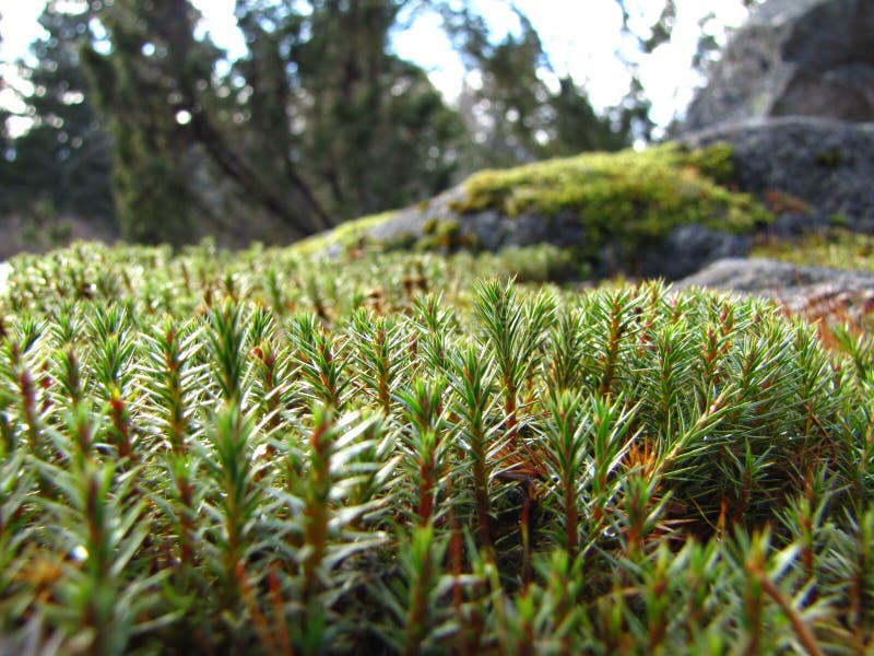 Micro forest stock photo. Image of covered, nature, north - 54066824
