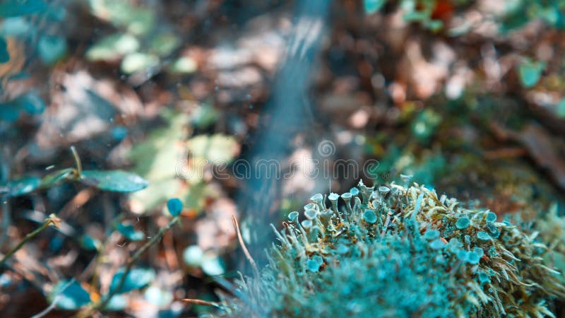 Micro forest. stock photo. Image of grass, forest, growth - 97078558