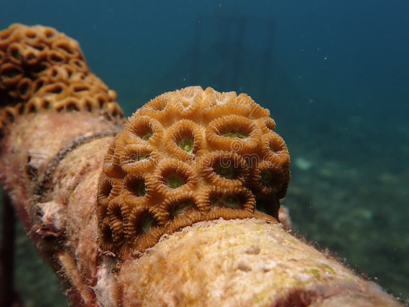 Micro Fragment of Brain Coral at Nursery Area Stock Photo - Image of ...