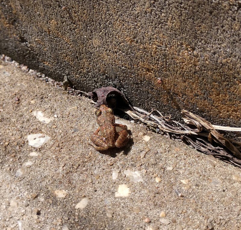 Micro frog stock photo. Image of frog, micro, nature - 131243560