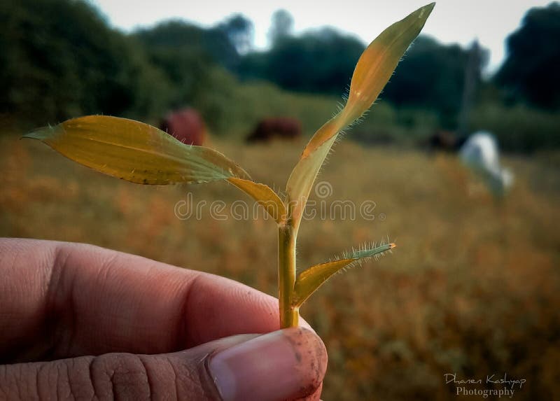 Micro stock image. Image of animals, nature, micro, stilllife - 157186585