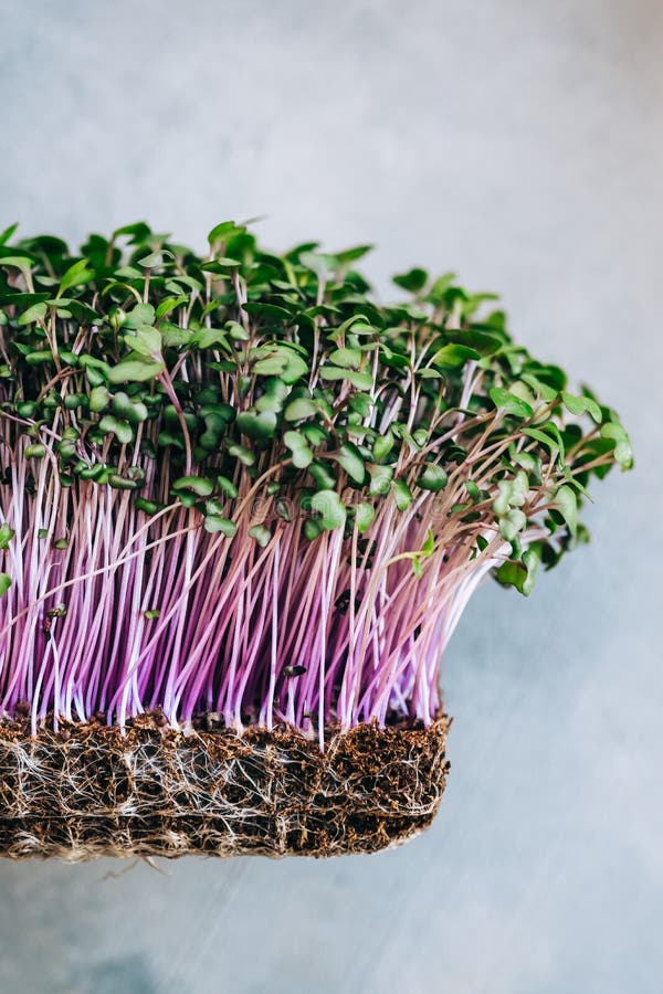 Micro Green Cabbage Plant, Side View. Healthy Food Stock Image - Image ...