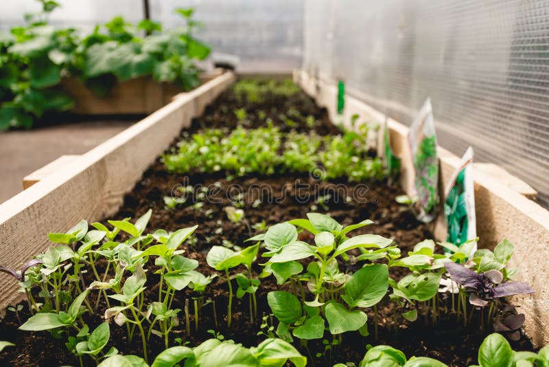Micro Green on Ground in Greenhouse Stock Image - Image of greenhouse ...