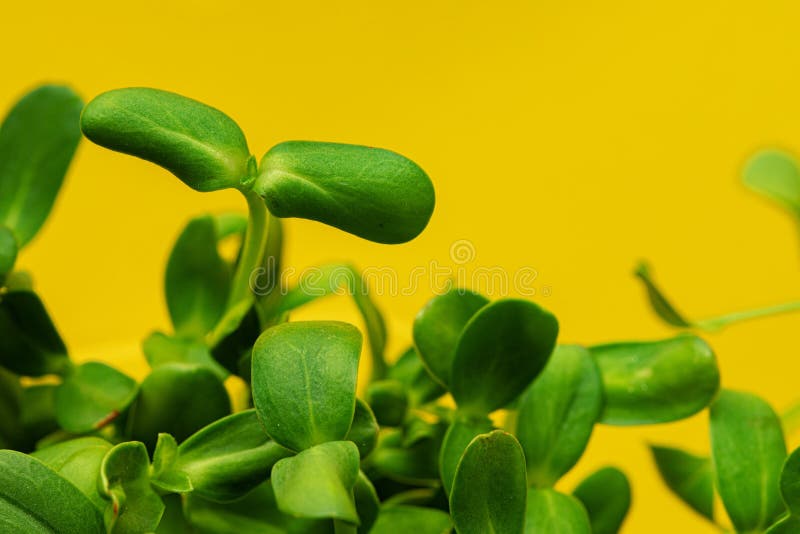 Micro Green Leaves Close Up Against Yellow Background Stock Image ...