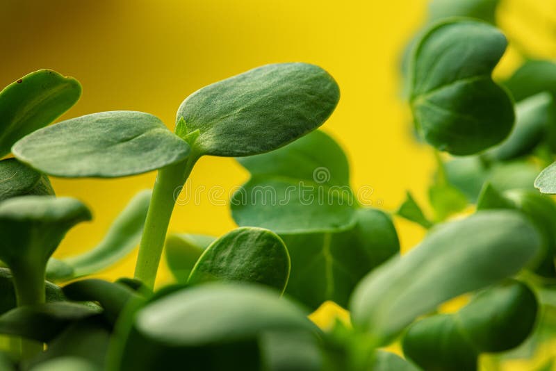Micro Green Leaves Close Up Against Yellow Background Stock Image ...