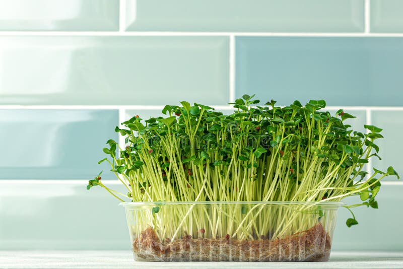 Micro Green Sprouts Growing in Tray in Kitchen Against Mint Tile Wall ...
