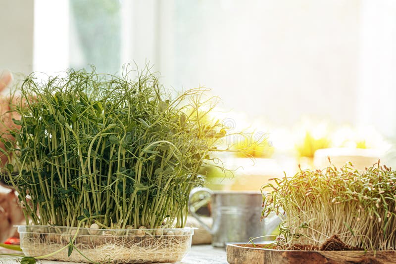 Micro Green in Tray on Table Close Up Stock Image - Image of herb ...