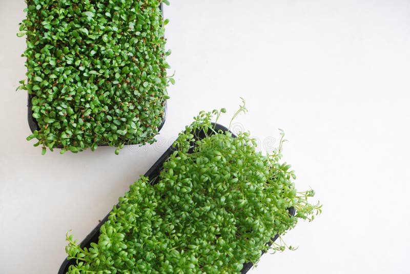 Micro Green Trays Standing on the Table. Stock Image - Image of vegan ...