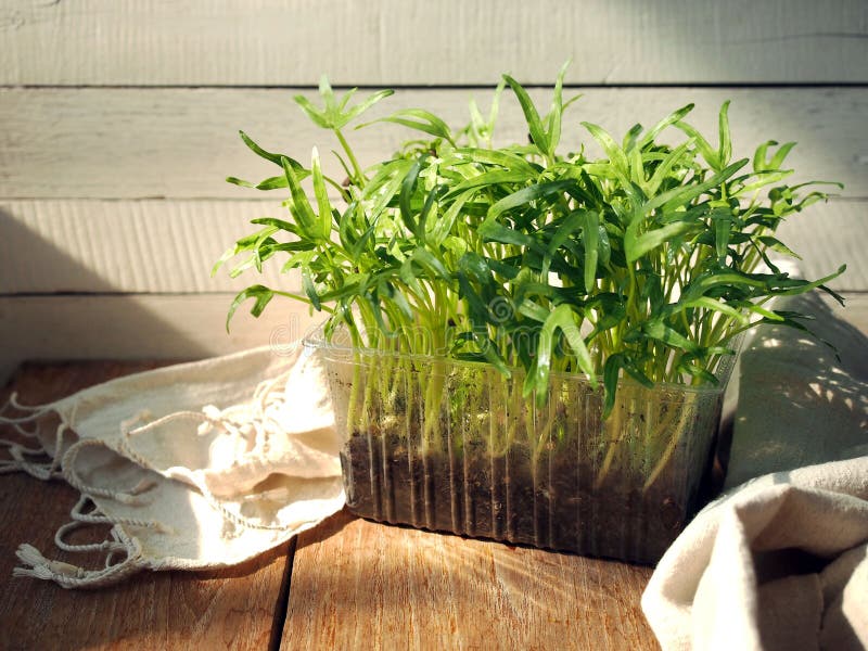 Micro Green Vegetable in Pot Stock Photo - Image of health, natural ...