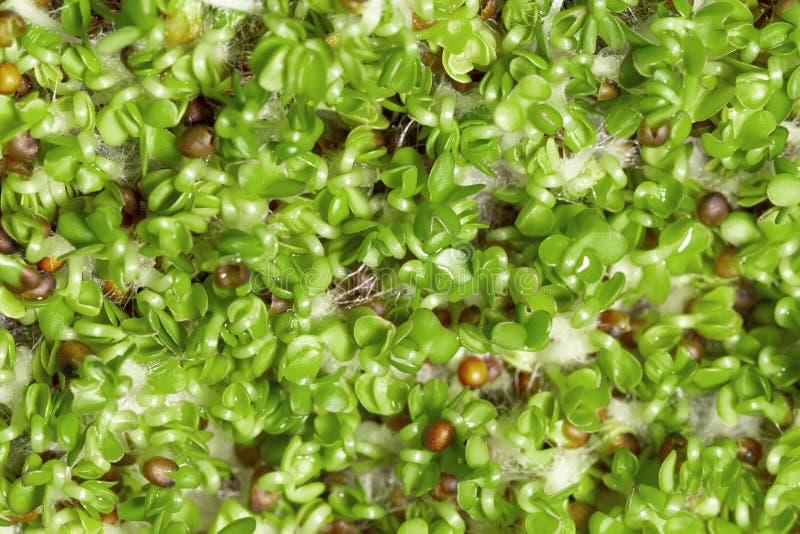 Micro Greenery Sprouts Texture As Background, Top View Stock Photo ...