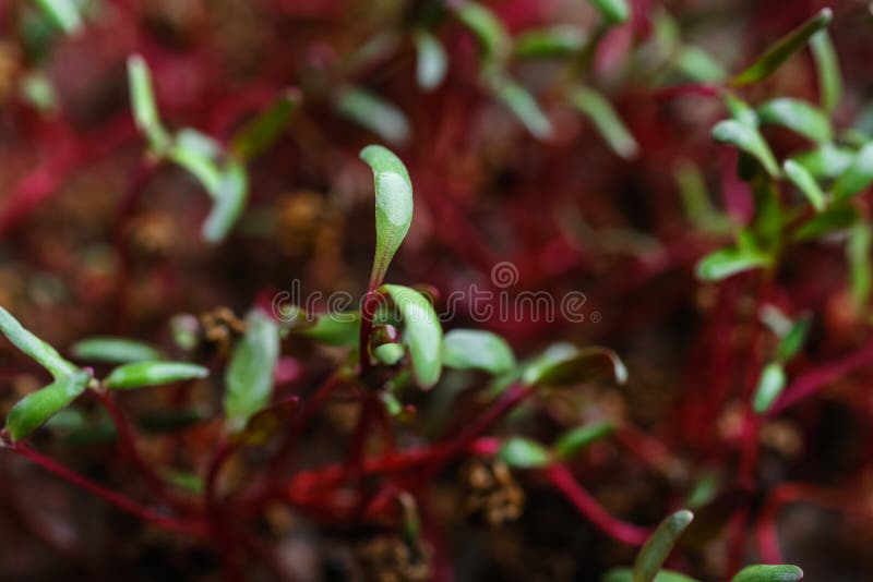 Micro Greens. Beetroot Sprouts on a Rug Stock Image - Image of ...