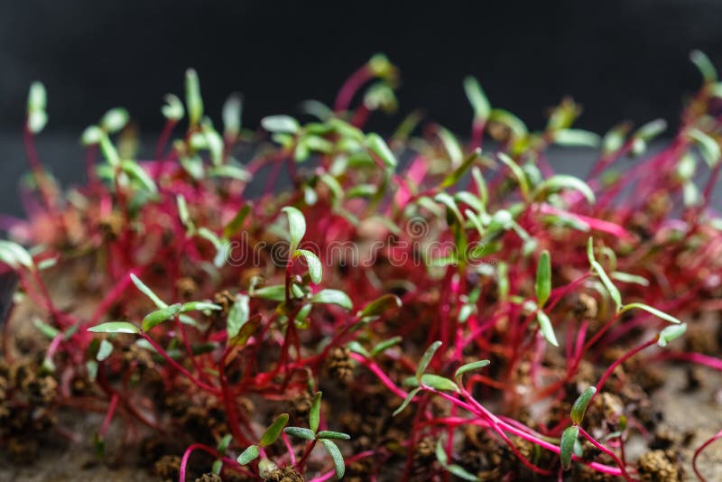 Micro Greens. Beetroot Sprouts on a Rug Stock Photo - Image of salad ...