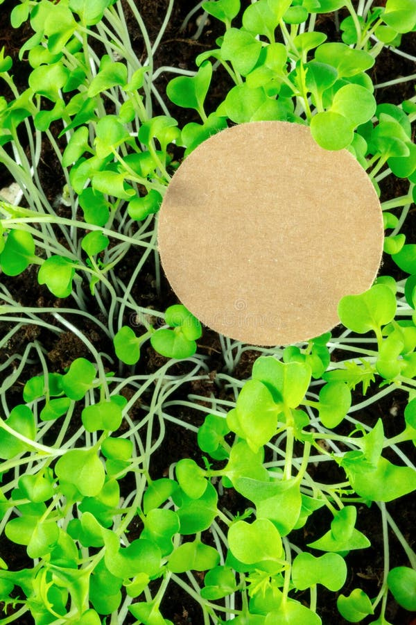 Micro Greens with a Brown Paper Label for Copy Space, Shot from the Top ...