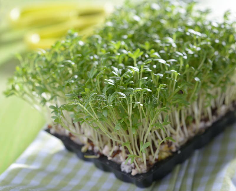 Micro greens stock image. Image of macro, micro, vegetarian - 33968481