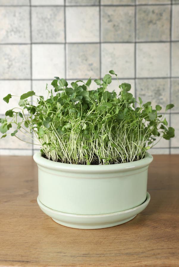 Broccoli Sprout Home Grown in Kitchen. Stock Photo - Image of growing ...