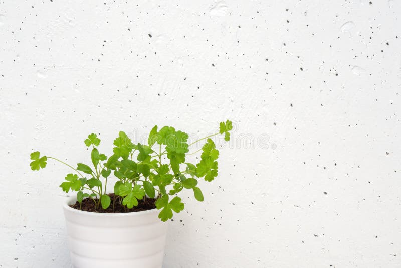 Micro Greens Growing in White Pot, Parsley Sprouts on White Concrete ...