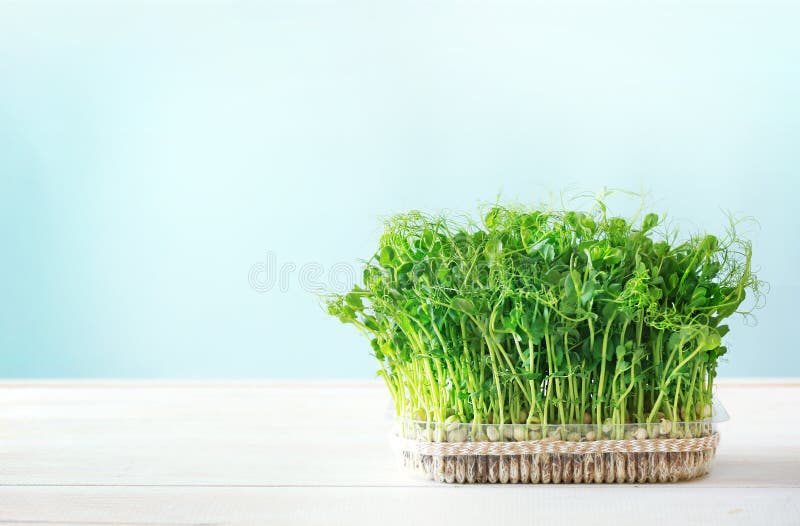 Micro Greens Healthy Food,organic Grass Stock Image - Image of ...