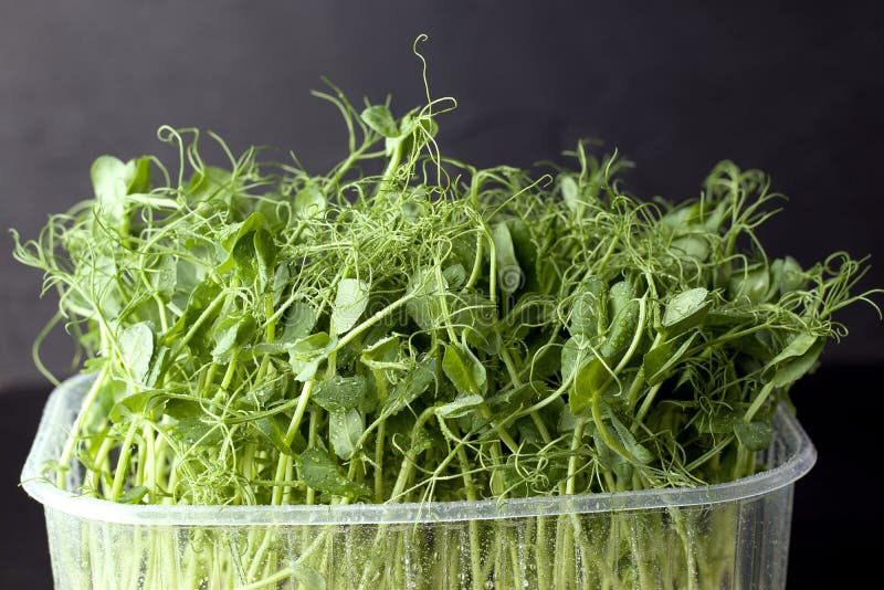 Micro Greens Peas Close-up on a Black Background. Stock Photo - Image ...