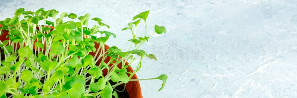 Micro Greens in a Pot Panorama with a Place for Text Stock Photo ...