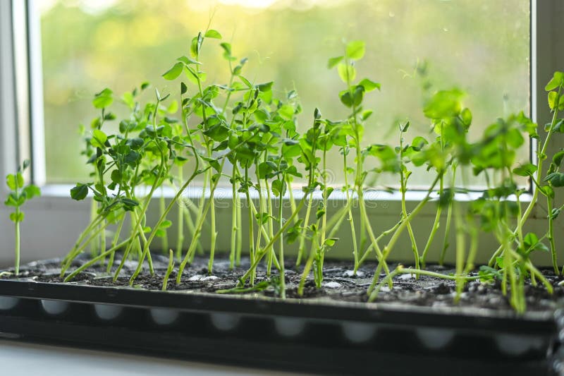 Micro Greens in a Pot. Sprouts of Green Peas. Stock Image - Image of ...