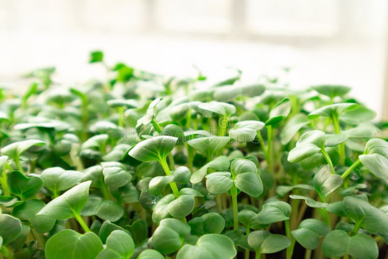 Micro Greens Radish Growing in Box. Healthy Lifestyle. Stock Photo ...