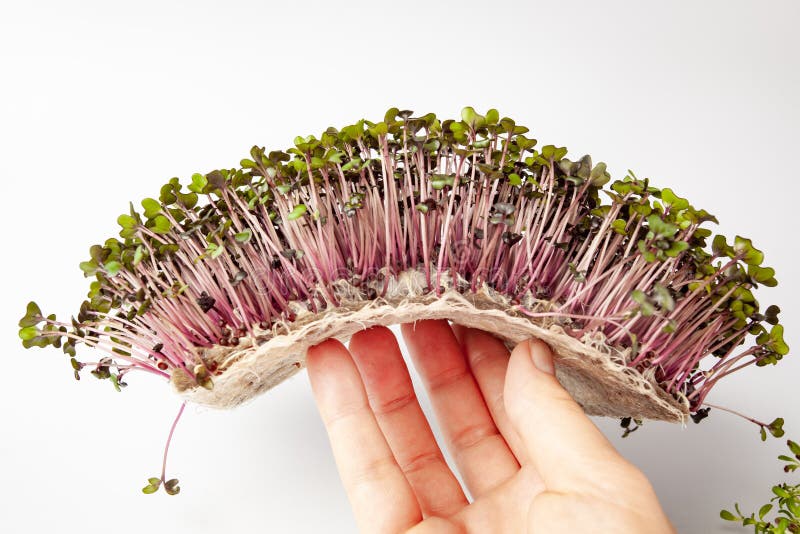 Micro Greens with Red Cabbage, Close-up. Stock Photo - Image of plastic ...