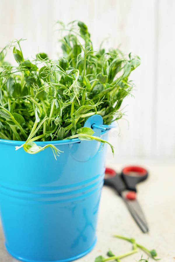 Micro Greens. Snow Pea Sprouts Cut and Ready for Eating Stock Photo ...