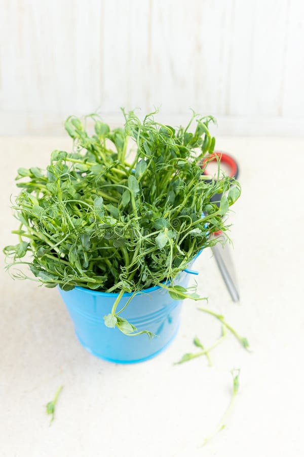 Micro Greens. Snow Pea Sprouts Cut and Ready for Eating Stock Image ...